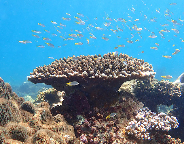 Scientists To Explore Why Some Corals Can ‘Take The Heat’ Of Warmer Oceans | University of ...